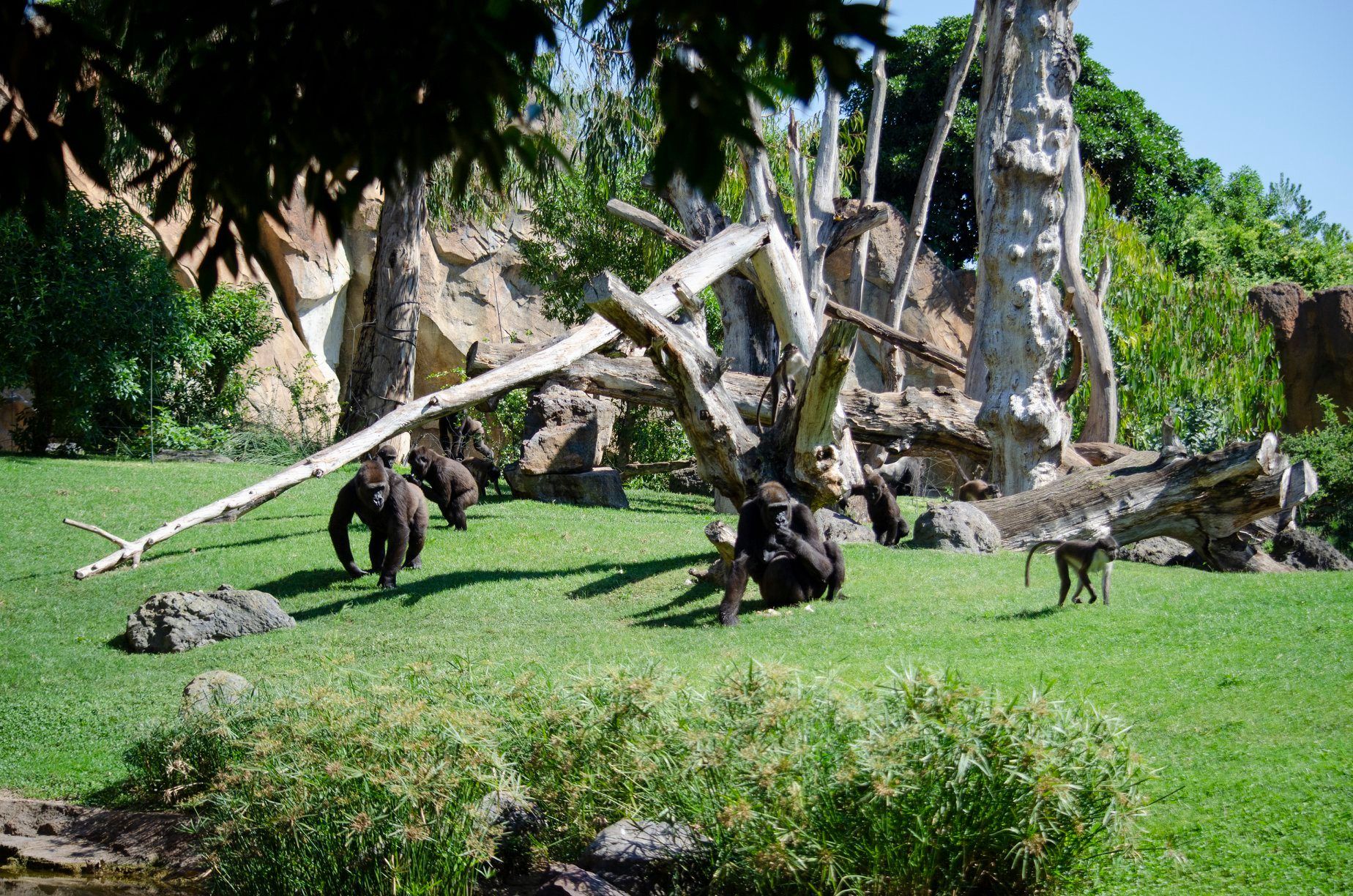 Bioparc Valencia